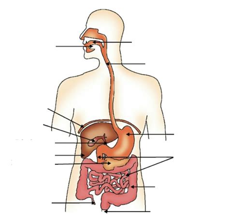 Human Bio Lab Exam 4 Digestive Sytem Diagram Diagram Quizlet