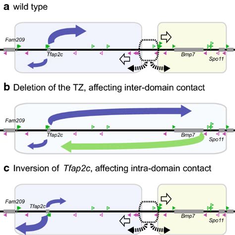 Control Of Directionality Of Chromatin Folding For The Inter And Intra Domain Contacts At The