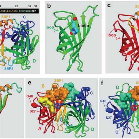 Pdf Structure Guided Design Of An Engineered Streptavidin With