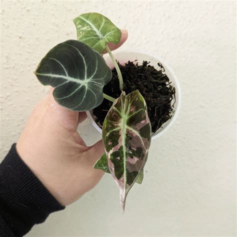 Alocasia Black Velvet Etsy