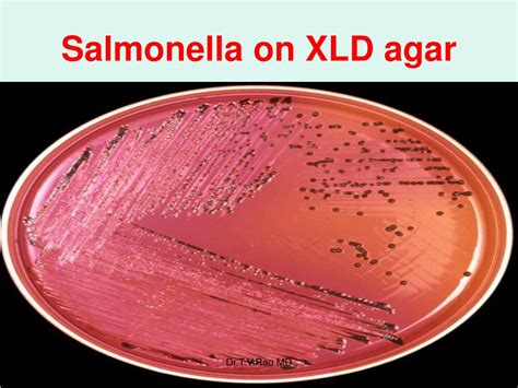 Ppt Salmonella Basics Powerpoint Presentation Free Download Id 2377118