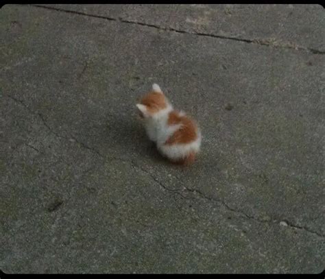 Discover More Like Smol Smol Boi And Related Content Scrolller