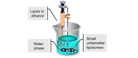 Preparation Of Liposomes By Ethanol Injecting Method 18 Download Scientific Diagram