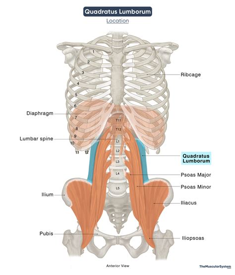 Quadratus Lumborum Origin Insertion Innervation Action Diagram