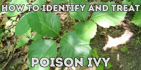 Natural Remedies For Hives Understanding And Treating The Itchy Situation