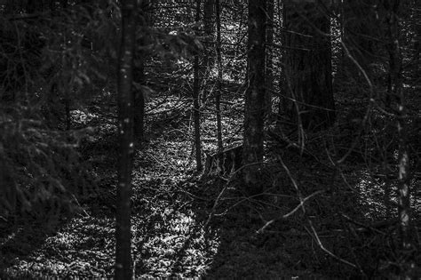 Messy Forest On Behance