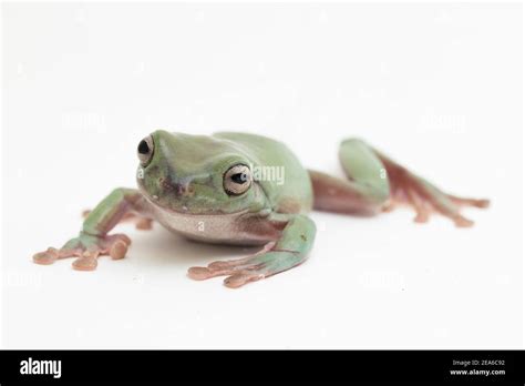 Close Up Dumpy Tree Frog Or Whites Tree Frog On White Background Stock