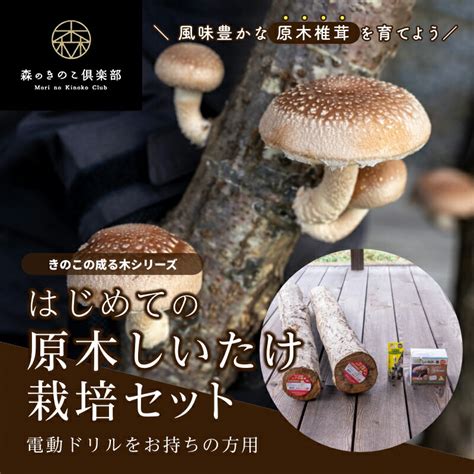 楽天市場電動工具無し 専用キリをお選びくださいはじめての原木しいたけ栽培セット 原木栽培 家庭菜園 きのこ栽培 椎茸種駒