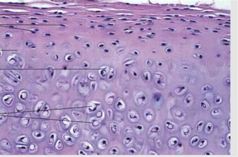 Hyaline Cartilage Perichondrium Diagram Quizlet