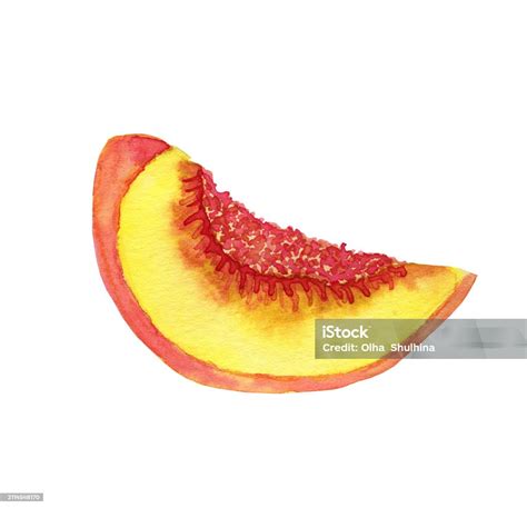 복숭아 조각 수채화 그림입니다 육즙이 많은 과일을 자른 손으로 그린 사실적인 이미지입니다 디자인 및 메뉴의 재료 건강한 식생활에 대한 스톡 벡터 아트 및 기타 이미지