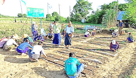ကျွန်းလှမြို့နယ်၌ မိုးစပါး Sri နည်းဖြင့်စိုက်ပျိုးရန် ပေါင်စနစ်ပျိုးထောင်နည်း လက်တွေ့သရုပ်ပ