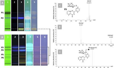 New Hptlc B Glucuronidase Assay For Detection Of Inhibitors In Primula Download Scientific