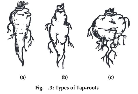 Root Definition Types Morphology Functions Britannica Root System An