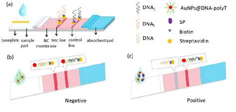 Figure 4 From The Development Of Aptamer Based Gold Nanoparticle