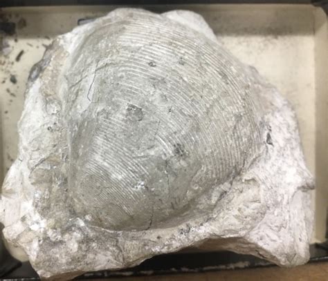 Fossils Flashcards Quizlet