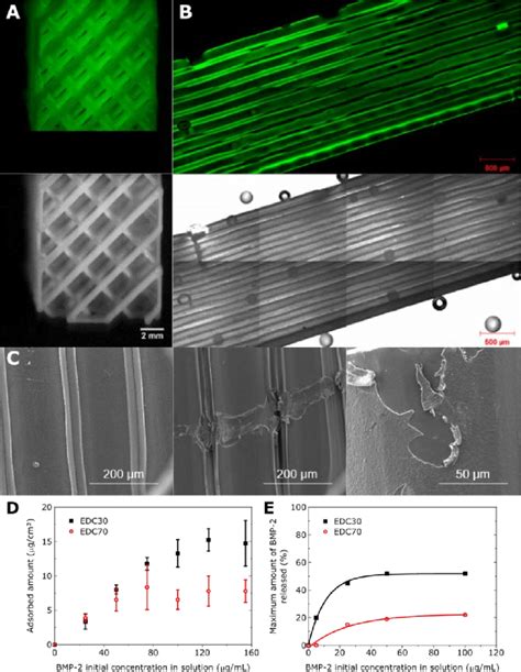 Imaging Of The Film Coated 3d Printed Pla Scaffolds A Macroscope Download Scientific Diagram