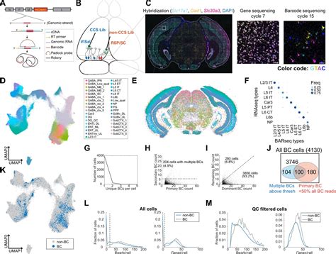 Rabies Virus Particle Structure Stock Illustration