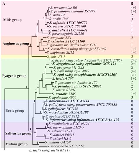 A Phylogenetic Analysis Of 38 Streptococci Based On 530 Single Copy Download Scientific