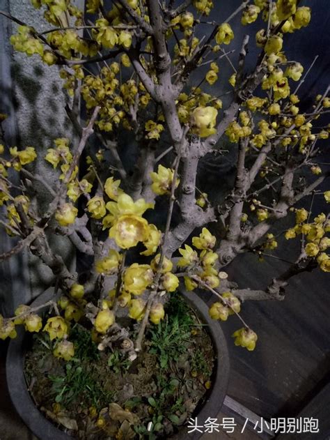 春來，花開，又是一年！ 每日頭條