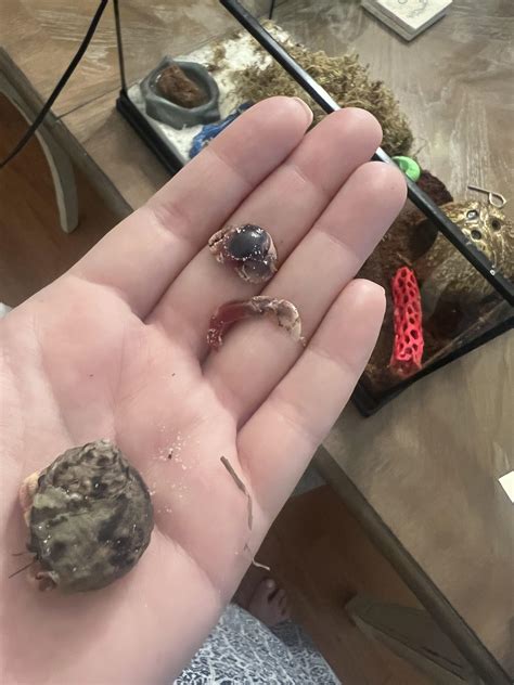 Advice Needed On Possible Dead Hermit Crab Situation Overnight Another One Of My Hermit Crabs
