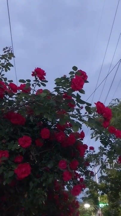 예수늘함께하시네 Ccm🎹 고단한 인생길 힘겨운 오늘도 예수 내 맘 아시네 믿음의 눈 들어 주를 보리라 내맘대로 되지않는다고 짜증내지말고 ~ 낙심하지도 말고🌸⚘️