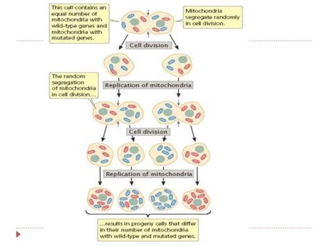 Cytoplasmic Inheritance Ppt