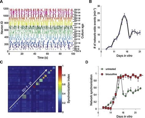 Automated Quantification Of Neuronal Networks And Single Cell Calcium Dynamics Using Calcium