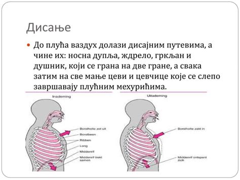 Плућа Ј Деветак Ppt