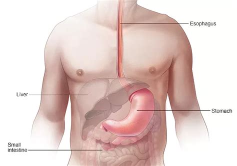 Esophageal Spasms Symptoms Diagnosis And Treatment