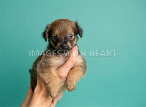 Images With Heart Female Brown And Black Cocker Spaniel Mix Puppy