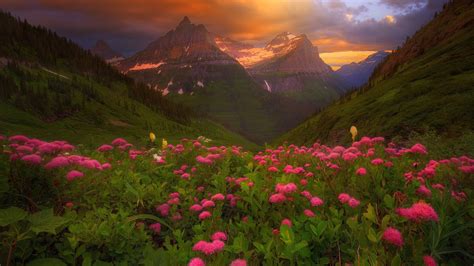 많은 분홍색 꽃 산 구름 여름 배경 화면 1920x1080 배경 화면 다운로드