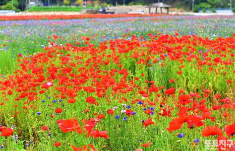 포토친구 양귀비꽃이 있는 풍경
