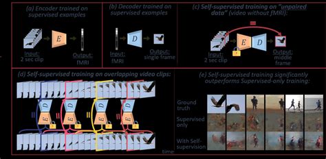 Self Supervised Decoder Training A We Train A Video To Fmri Encoder