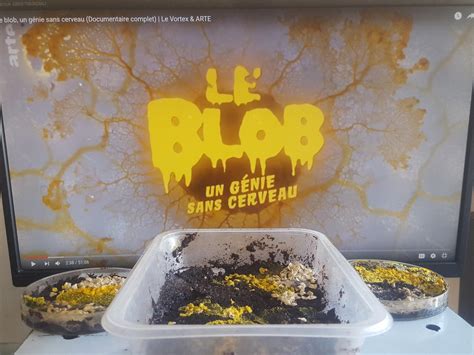 My Blobs Enjoyed Arte Documentary Rslimemolds