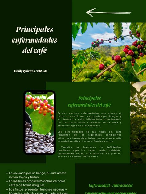 Principales Enfermedades Del Café Pdf