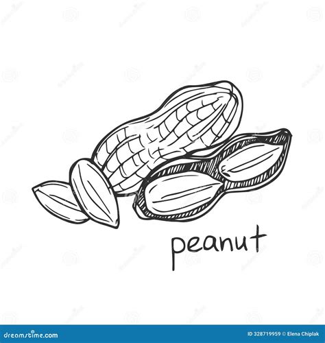 Peanut Outline Illustration Hand Drawn Peanut Sketch Peanut Black And White Vector Drawing