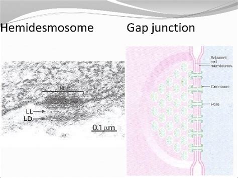 Types Of Body Tissues 1 Epithelial Tissue 2