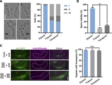 Polyploid Zygotic Meiosis Produces Extra Spores A Representative