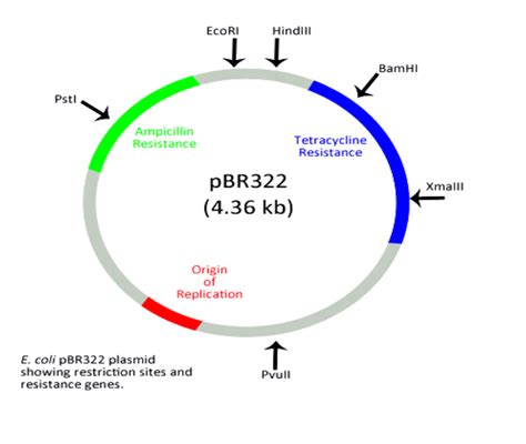 Draw A Neat Labelled Diagram Of Prb322