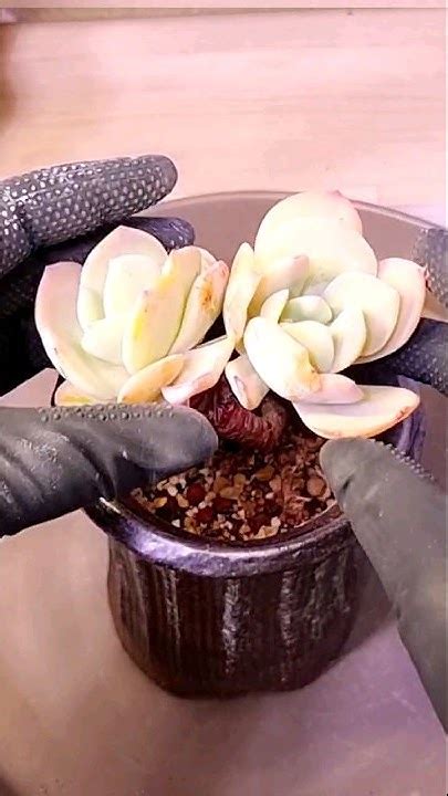 다육이 묵은둥이 백봉 쌍두 분갈이 해요~~ 백봉 늘해랑다육이야기 Shorts Youtube