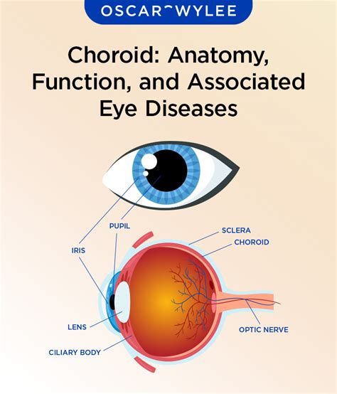 Choroid Anatomy Function And Associated Eye Diseases