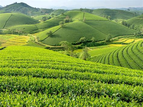 Cropping Seasons In India A Comprehensive Guide To Optimizing Farming