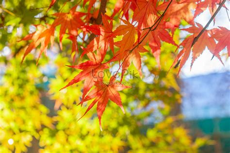빨간 단풍 나무 잎 사진 무료 다운로드 Lovepik
