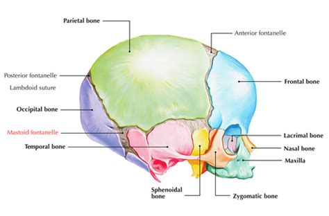 Anatomy Of The Newborn Cranial Sutures And Lateral View