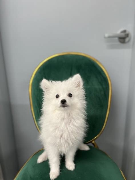 폼피츠흰둥이 강아지책임분양 강아지분양 고양이분양 컴투펫 시츄 셔틀랜드쉽독 말티푸 미니핀 치와와 요크셔테리어 포메라니안