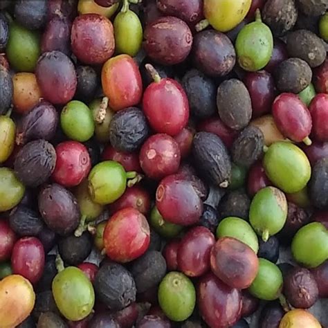 Coffee Models Object Detection Dataset By Model Conversion