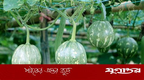 স্বাস্থ্য টিপস মিষ্টি কুমড়ার গুণাগুণ