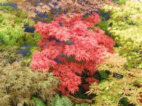 Acer Palmatum Pixie