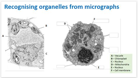 New Aaq Btec Nationals Unit 1 Biology L03 Microscopy Teaching Resources