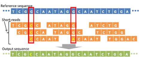 Mapping Process After NGS Download Scientific Diagram